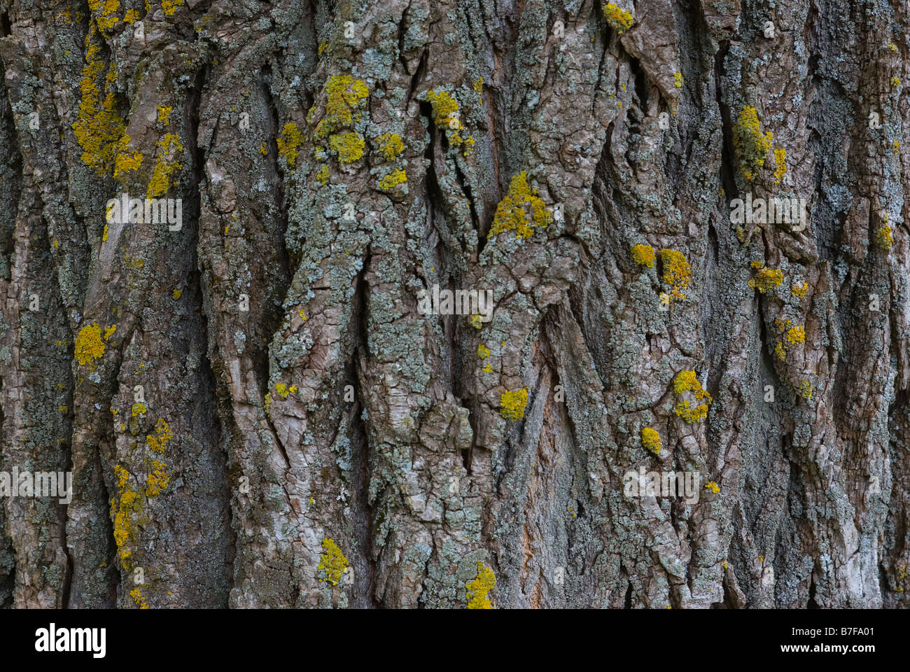 Struktur der baumrinde -Fotos und -Bildmaterial in hoher Auflösung – Alamy