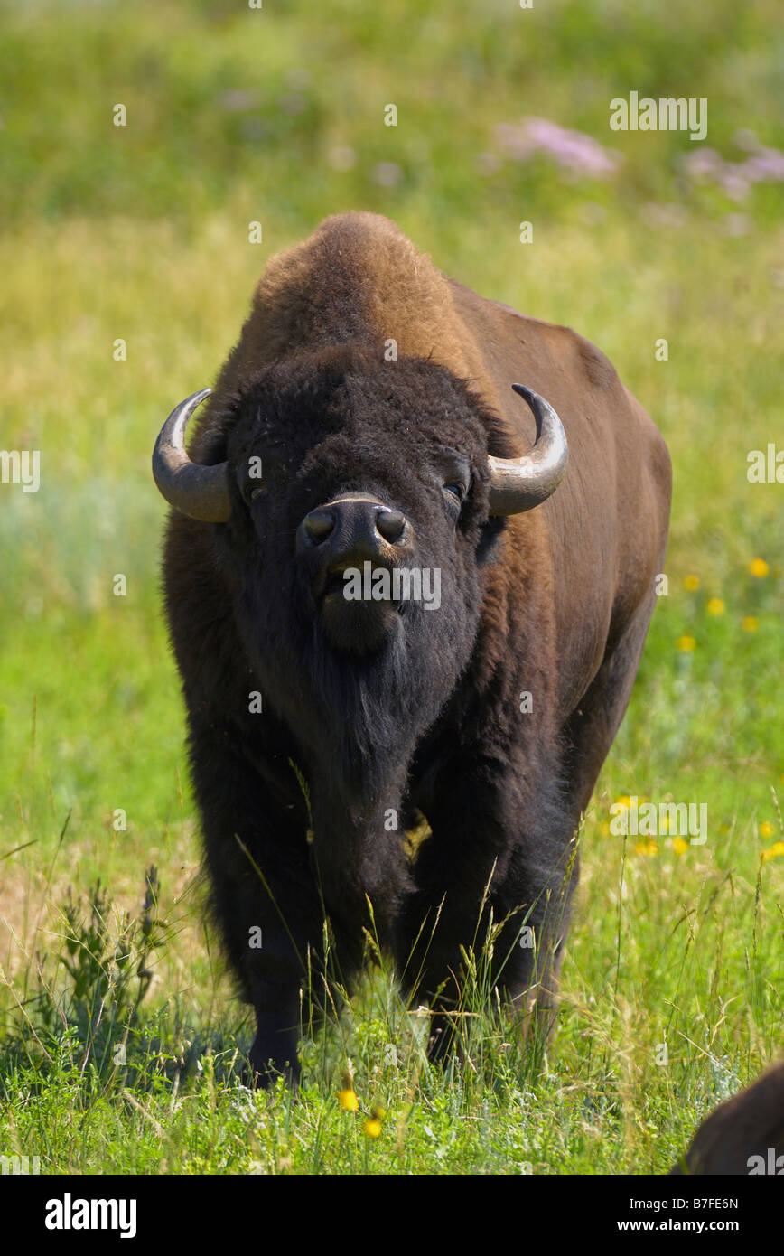 Bison auf ebenen -Fotos und -Bildmaterial in hoher Auflösung – Alamy