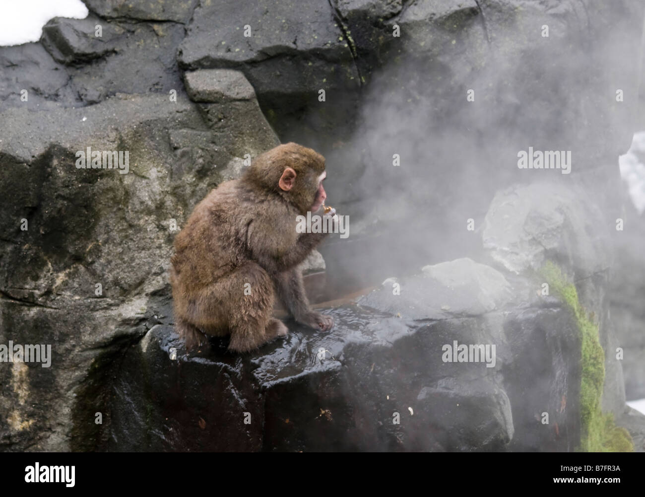 Ein Schnee-Affen sind in seinem Gehege im Central Park Zoo in New York ...