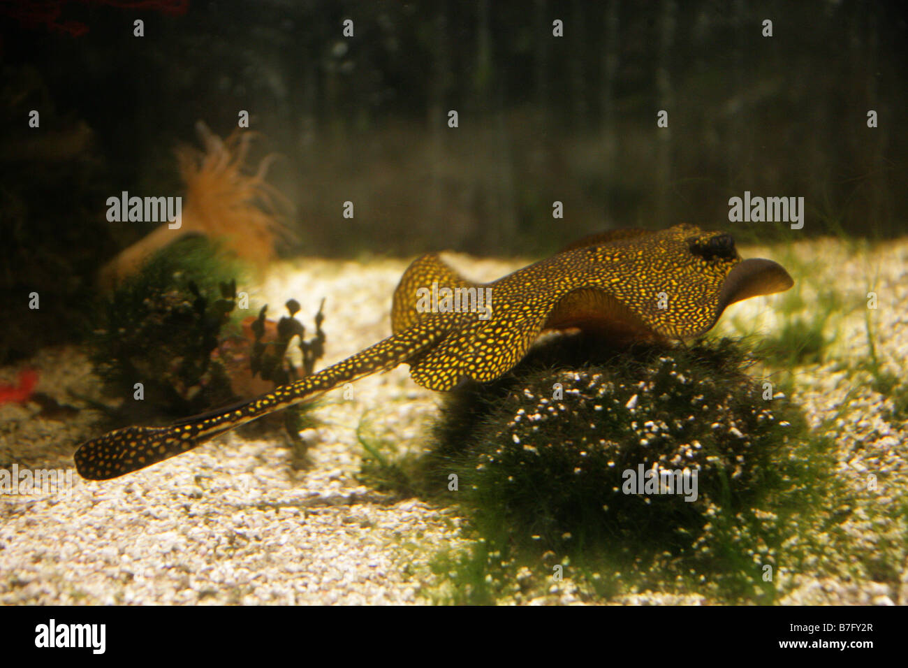 Rochen rochen fisch fische -Fotos und -Bildmaterial in hoher Auflösung ...