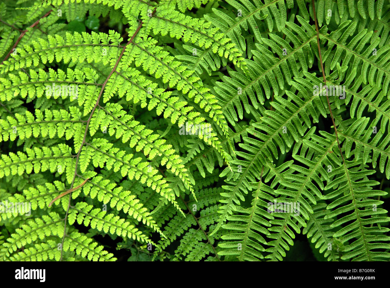 Zwei arten von wedeln -Fotos und -Bildmaterial in hoher Auflösung – Alamy