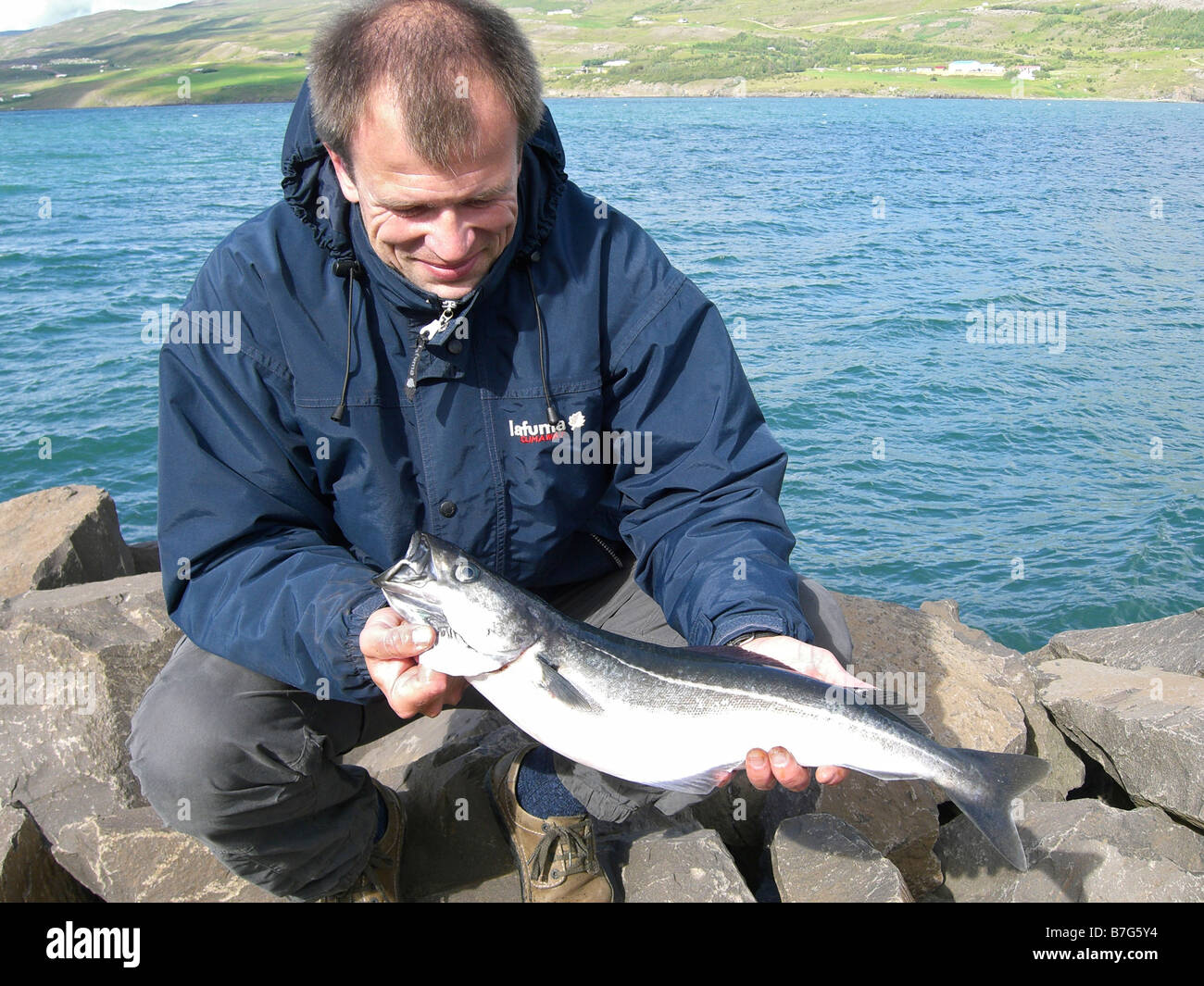 stolz auf Fischer mit Pollock, Fisch in Island; Pollachius Virens ...