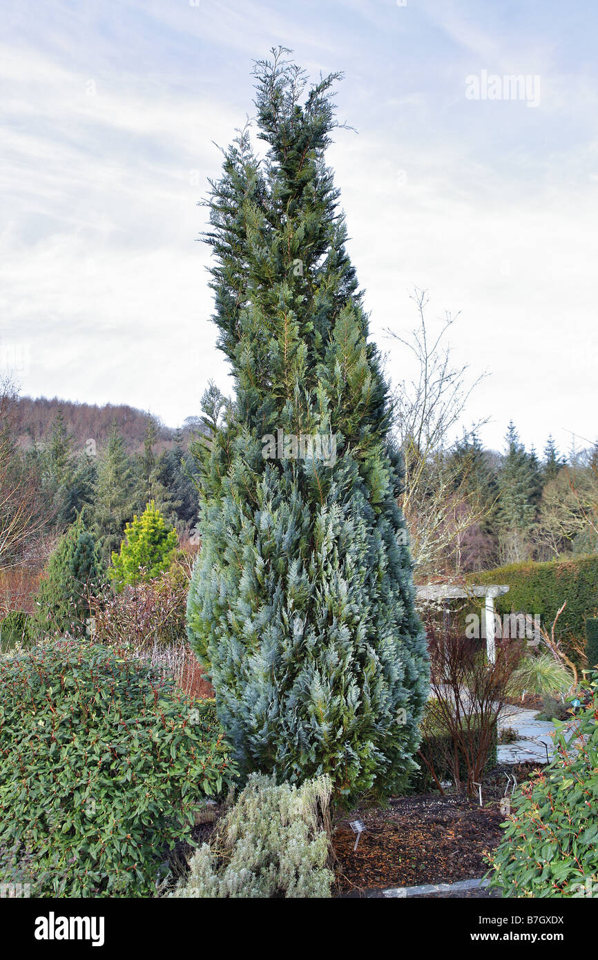 Chamaecyparis lawsoniana columnaris -Fotos und -Bildmaterial in hoher Auflösung – Alamy