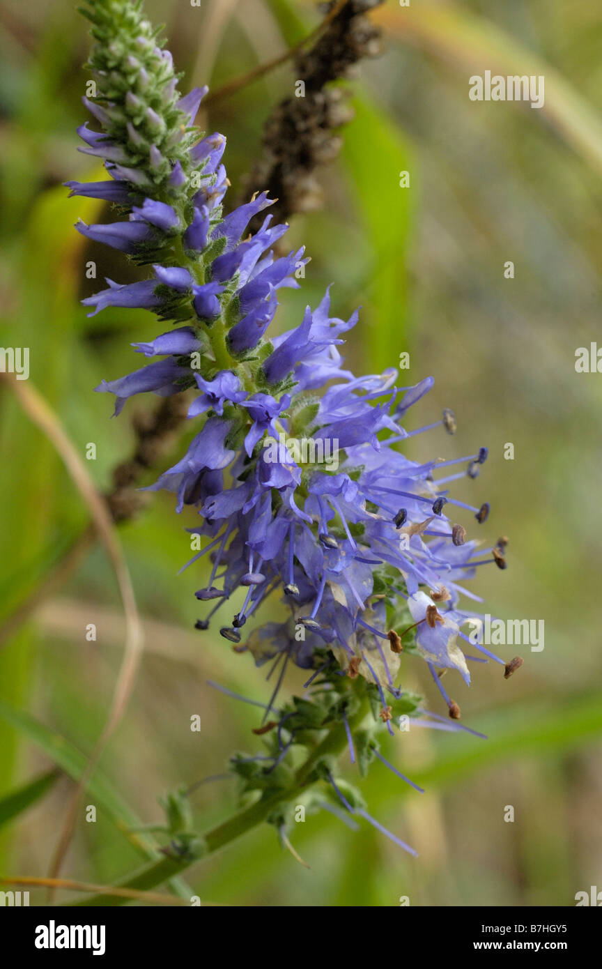 Spike speedwell -Fotos und -Bildmaterial in hoher Auflösung – Alamy