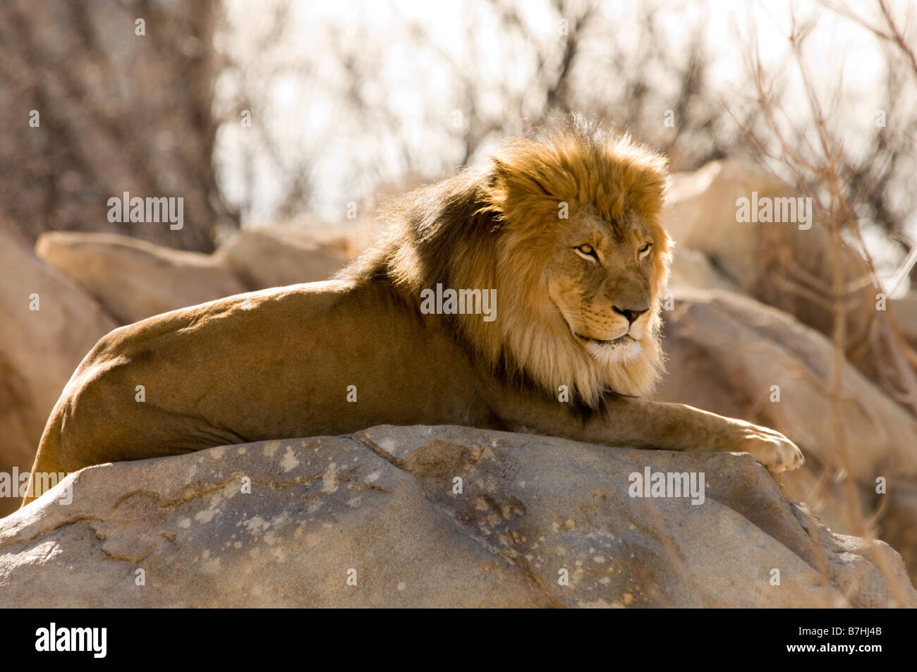Lion feline -Fotos und -Bildmaterial in hoher Auflösung – Alamy