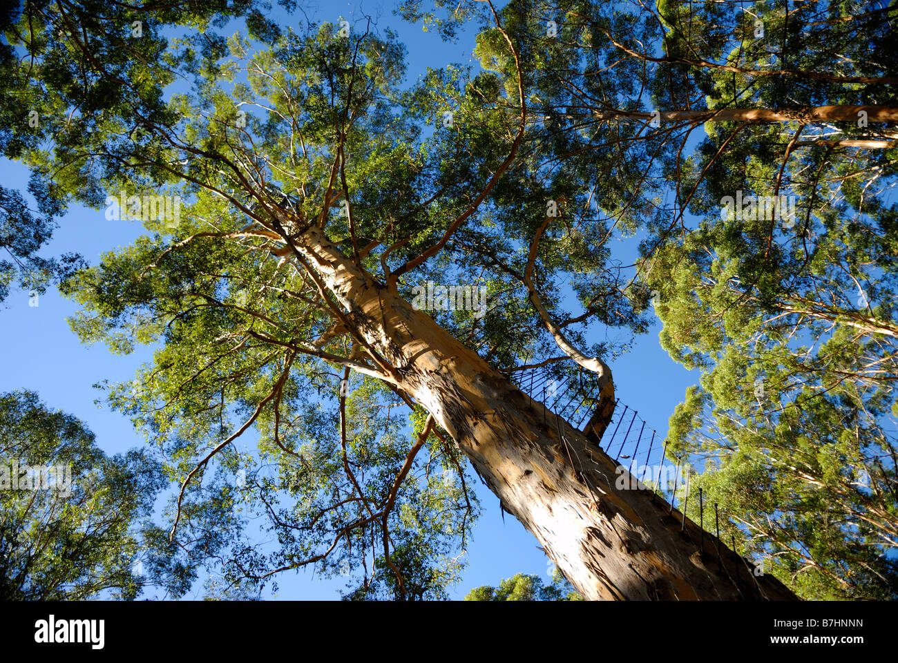 Gloucester Tree Suche im Gloucester National Park in der Nähe von ...