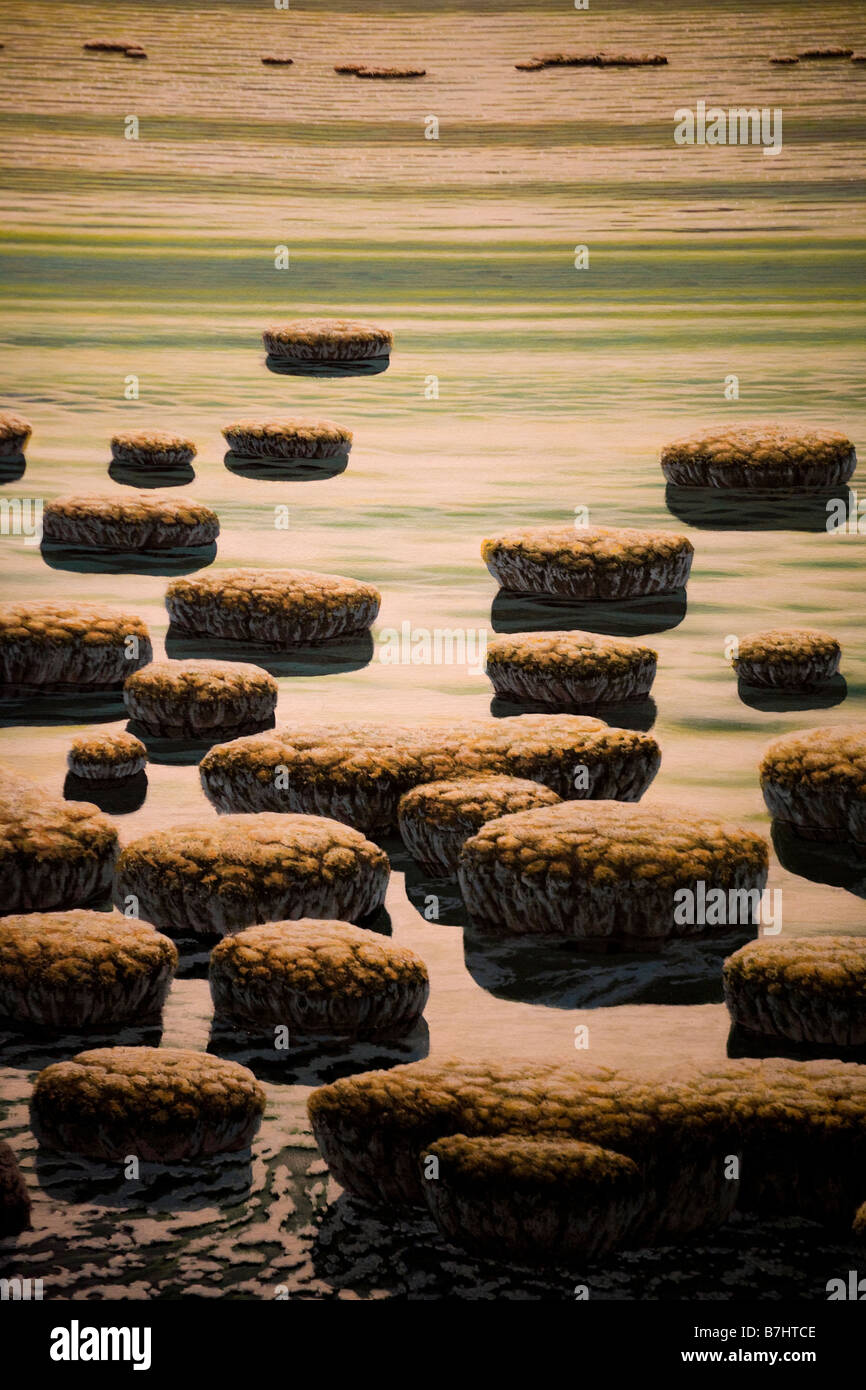 Archaikum Eon-Szene - eine Darstellung der stromatolithen in flachen ...