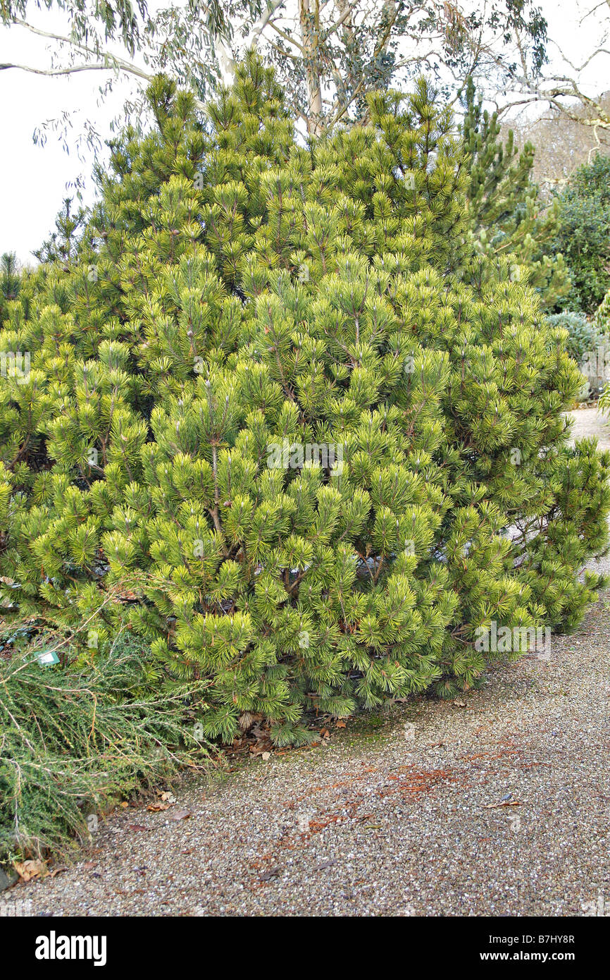 PINUS MUGO WINTER GOLD IM TENNIS-COURT GARTEN AM RHS ROSEMOOR DEVON ...