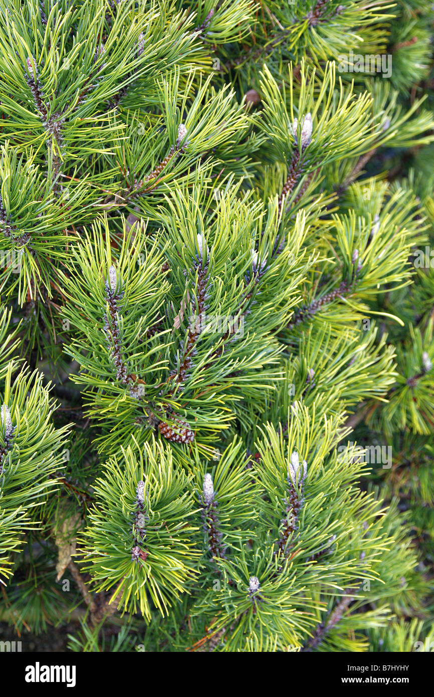PINUS MUGO WINTER GOLD IM TENNIS-COURT GARTEN AM RHS ROSEMOOR DEVON ...