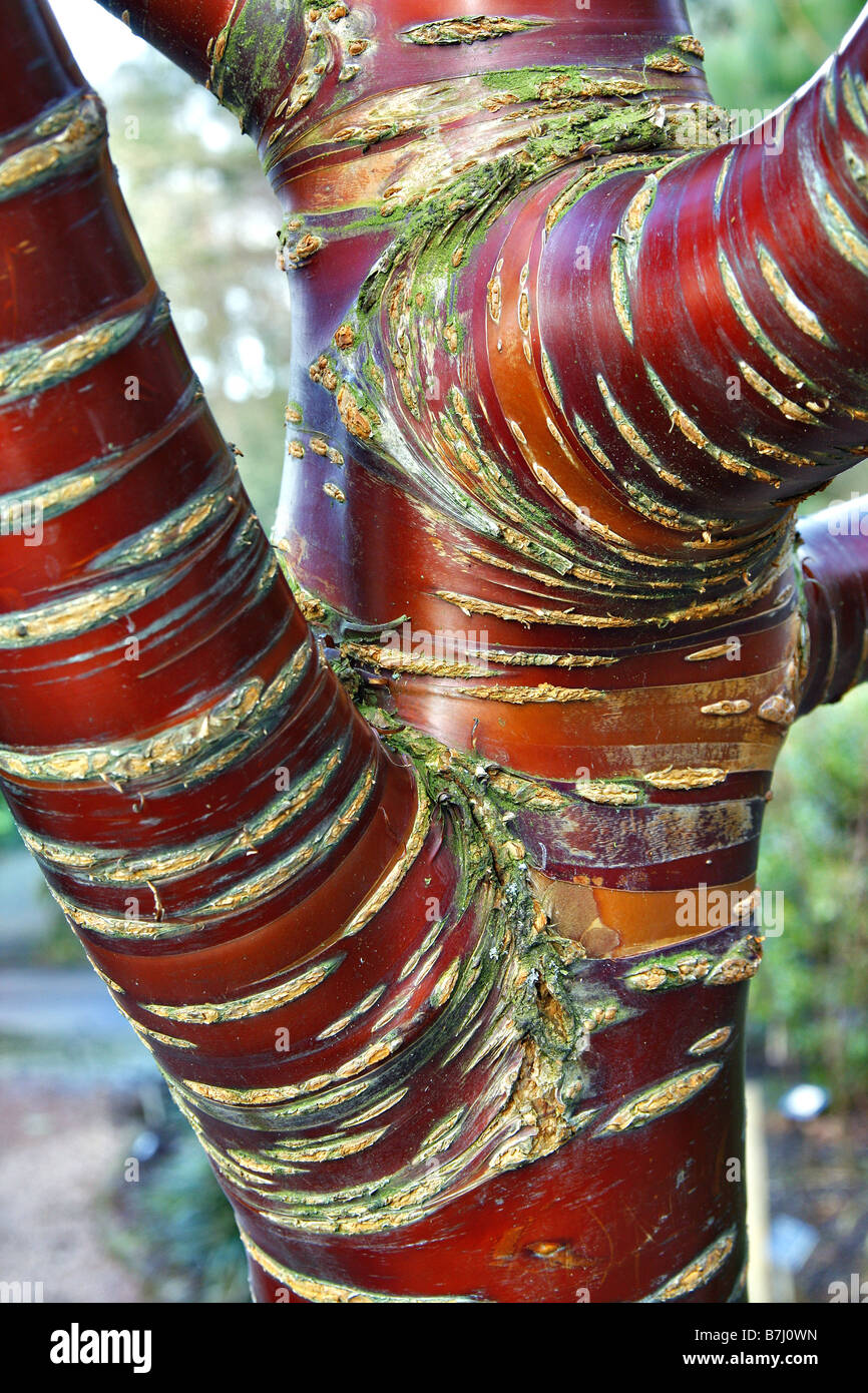 Prunus serrula agm winter stamm rinde stamm kirschbaum kupfer -Fotos ...