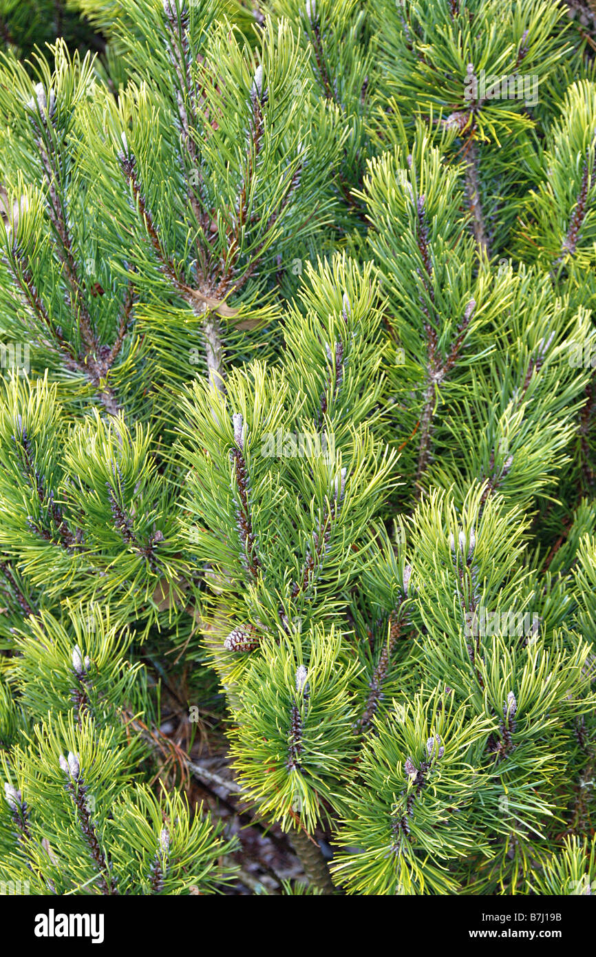 Pinus mugo wintergold Stockfotos und -bilder Kaufen - Alamy