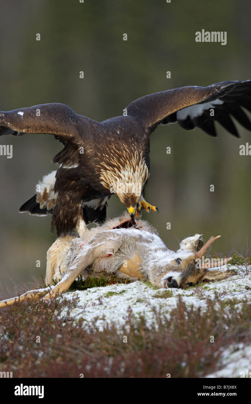Adler auf kadaver -Fotos und -Bildmaterial in hoher Auflösung – Alamy