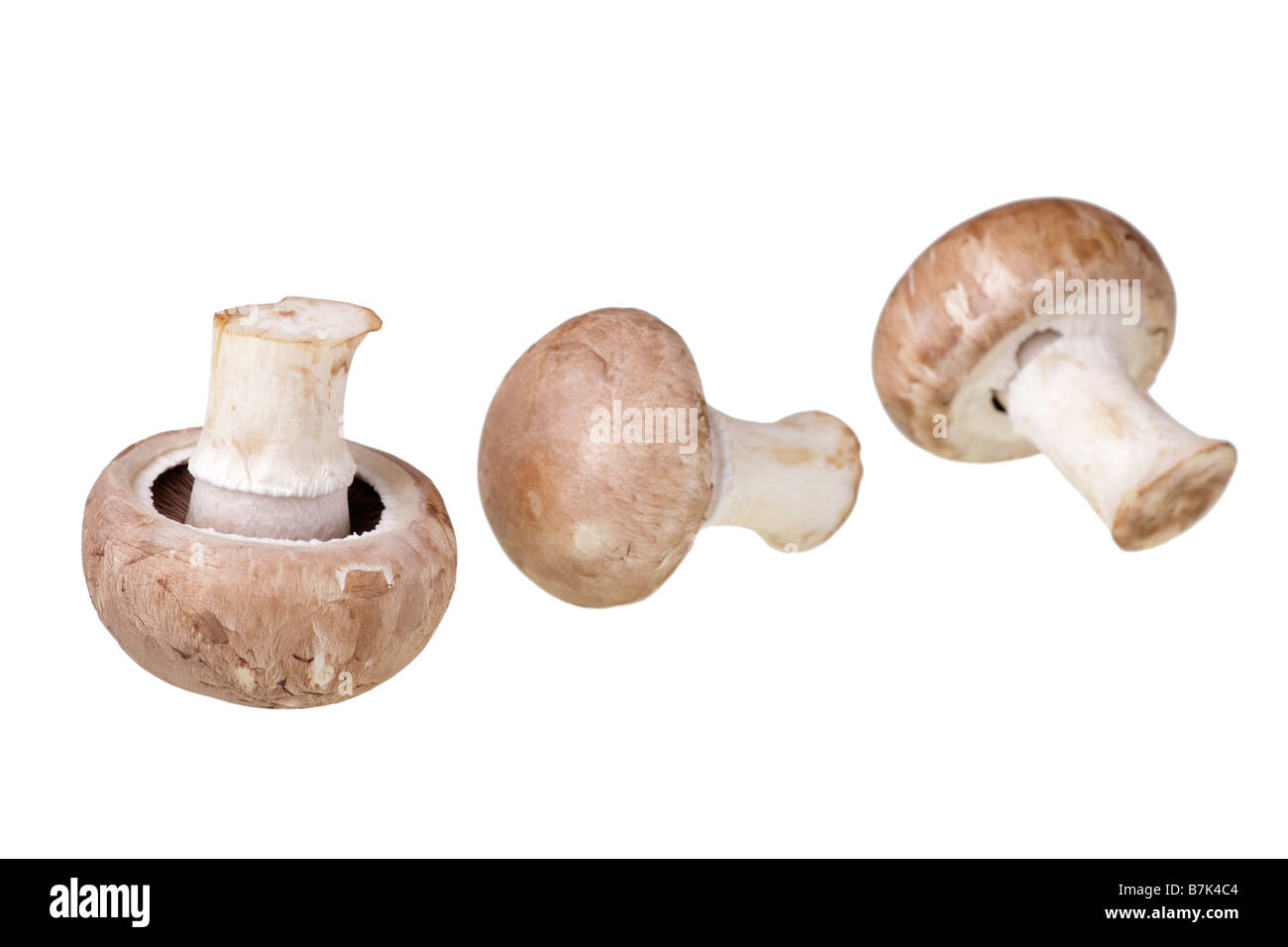 Der kultivierte champignon agaricus bisporus oder feldpilz ...