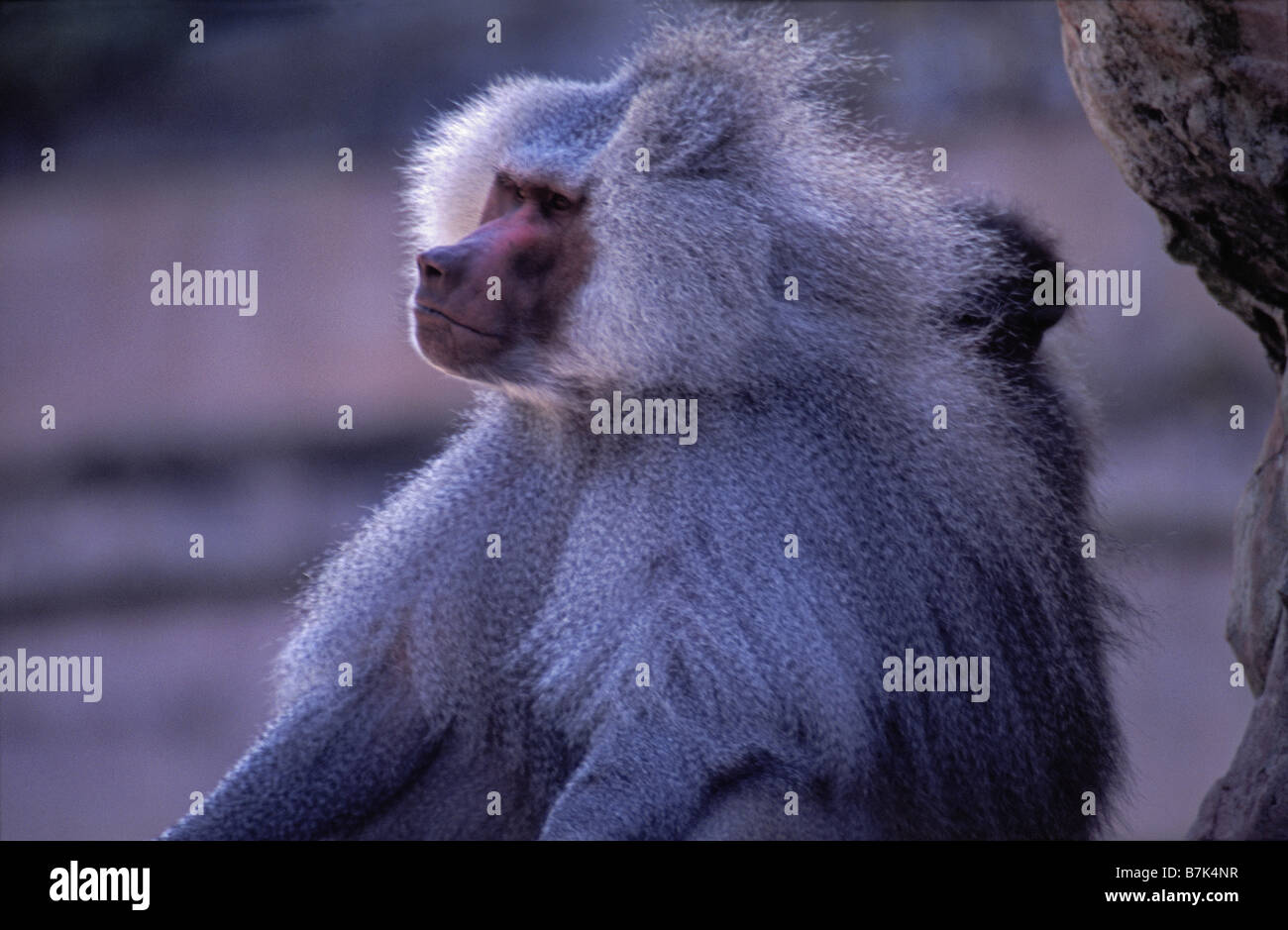 Heiliger pavian -Fotos und -Bildmaterial in hoher Auflösung – Alamy