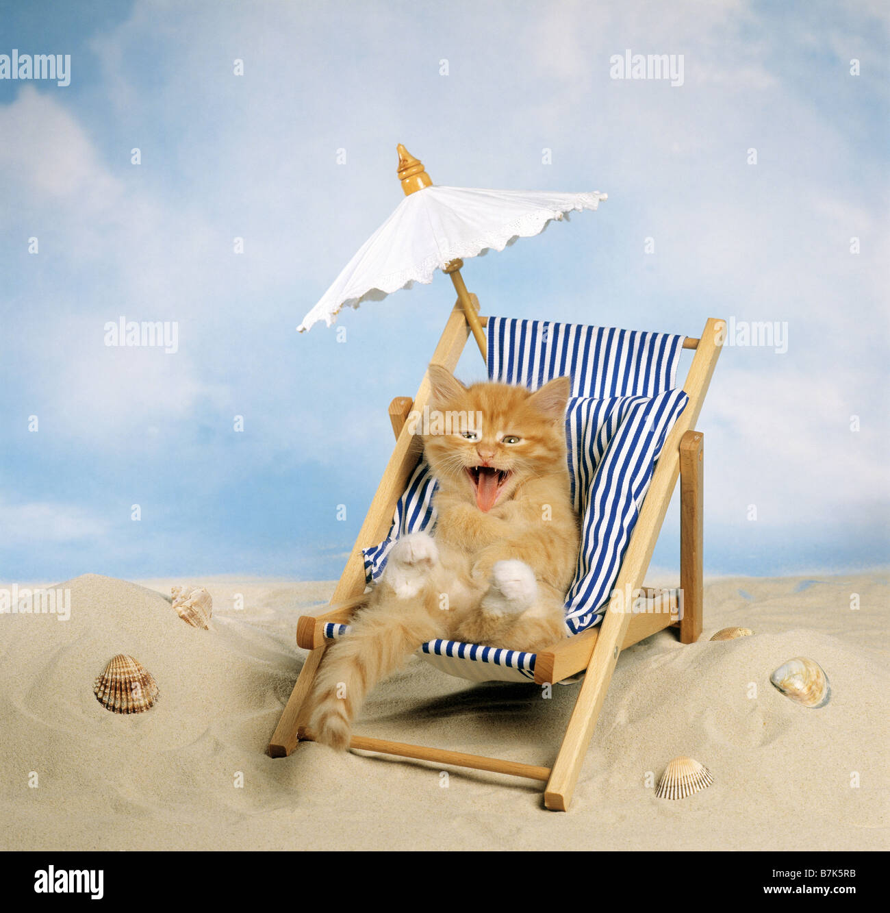 die Katze Kätzchen im Liegestuhl am Strand Stockfotografie - Alamy