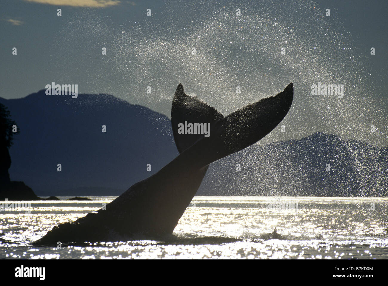 Buckelwal plantschen mit seinem fluke -Fotos und -Bildmaterial in hoher ...