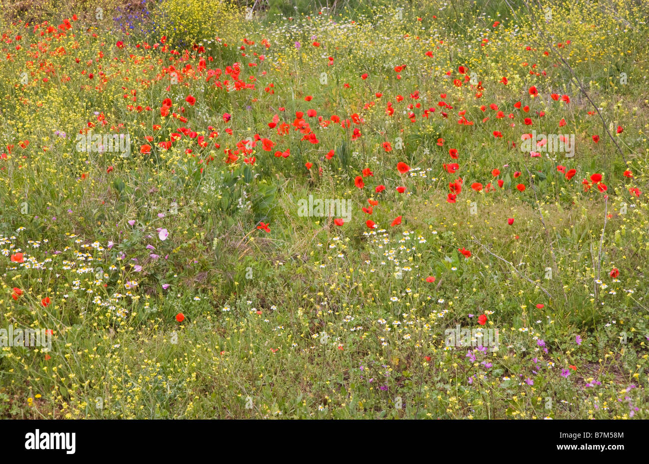 Wilde blumen von andalusien spanien -Fotos und -Bildmaterial in hoher ...