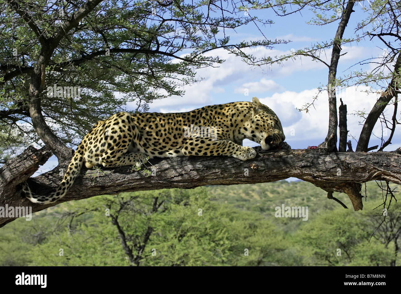 Leopard auf Baum Stockfotografie - Alamy