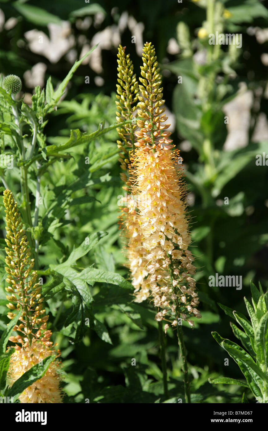 Eremurus Robustus Stockfotos und -bilder Kaufen - Alamy