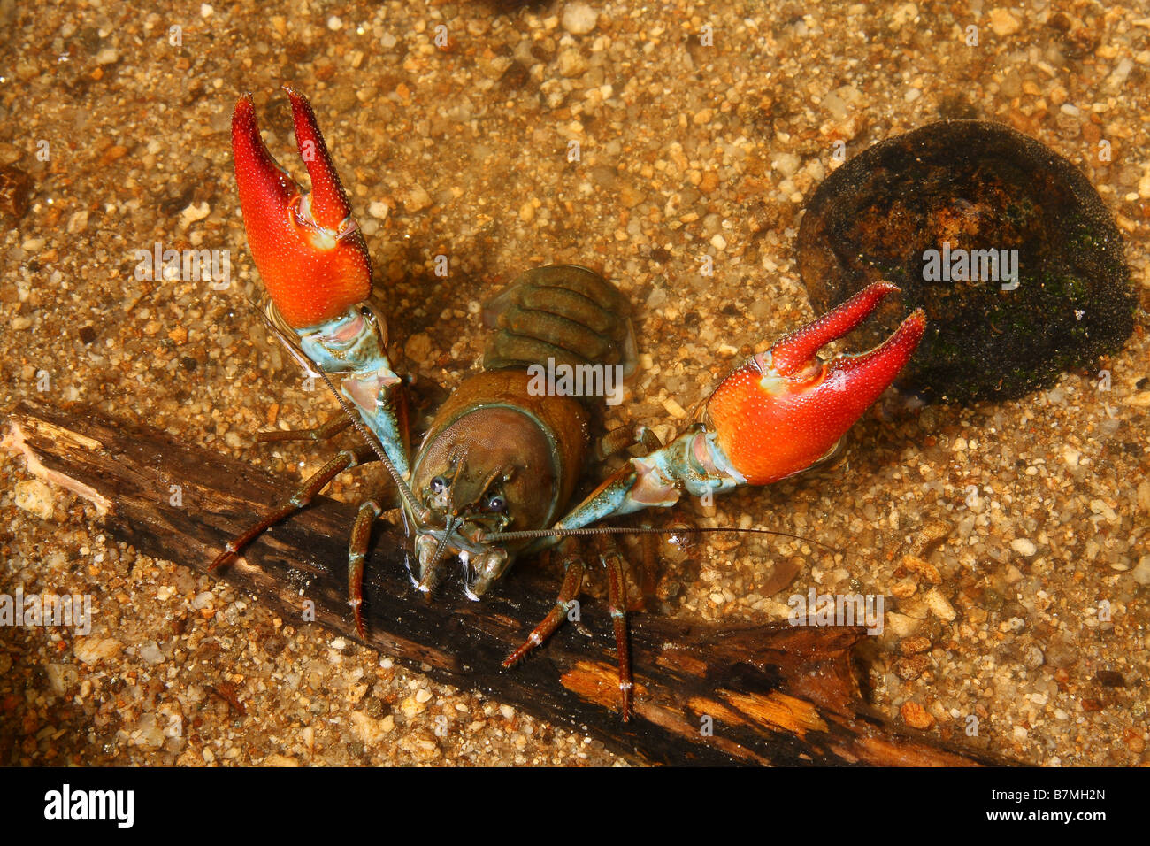 Essbare krebse -Fotos und -Bildmaterial in hoher Auflösung – Alamy