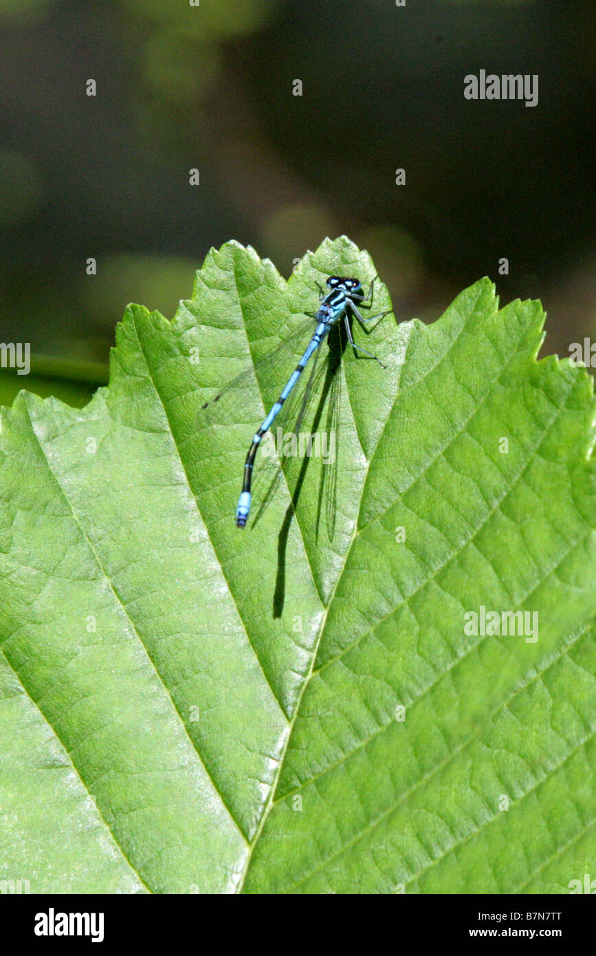 Zygoptera odonata -Fotos und -Bildmaterial in hoher Auflösung – Alamy