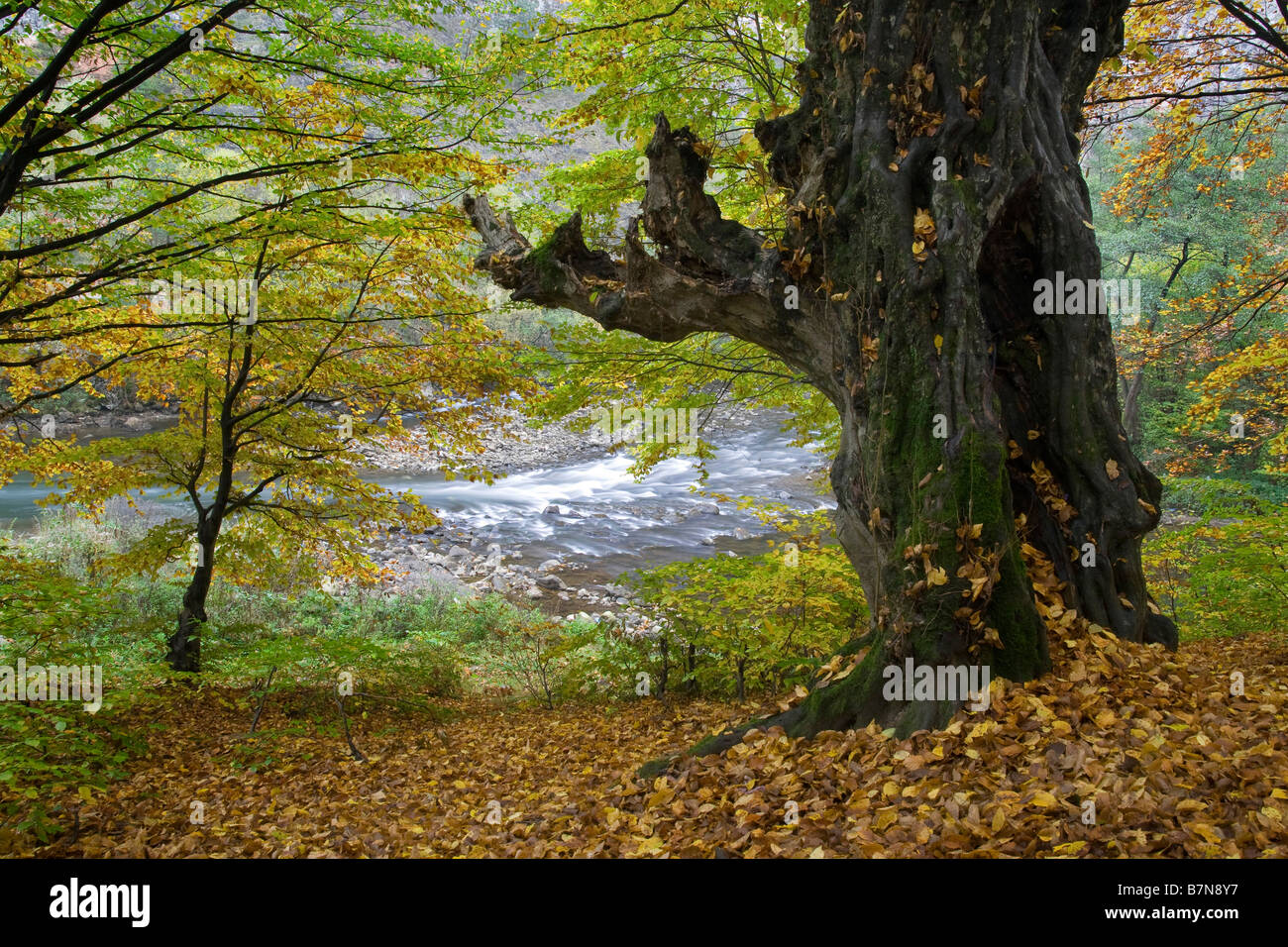Sehr alter baum -Fotos und -Bildmaterial in hoher Auflösung – Alamy