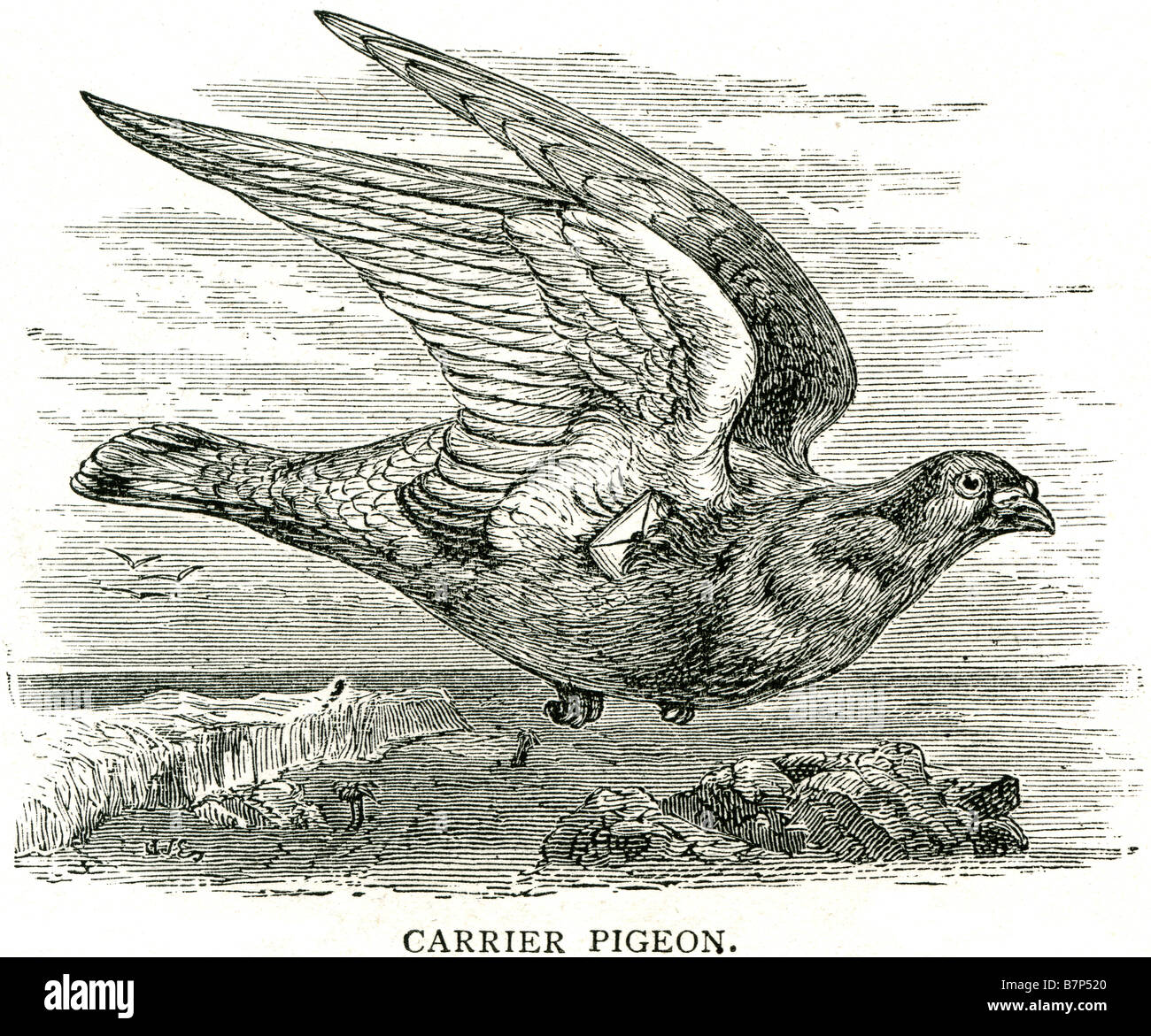 Brieftaube Brieftauben Felsen-Taube Columba Livia Flügel Vogel Barsch ...