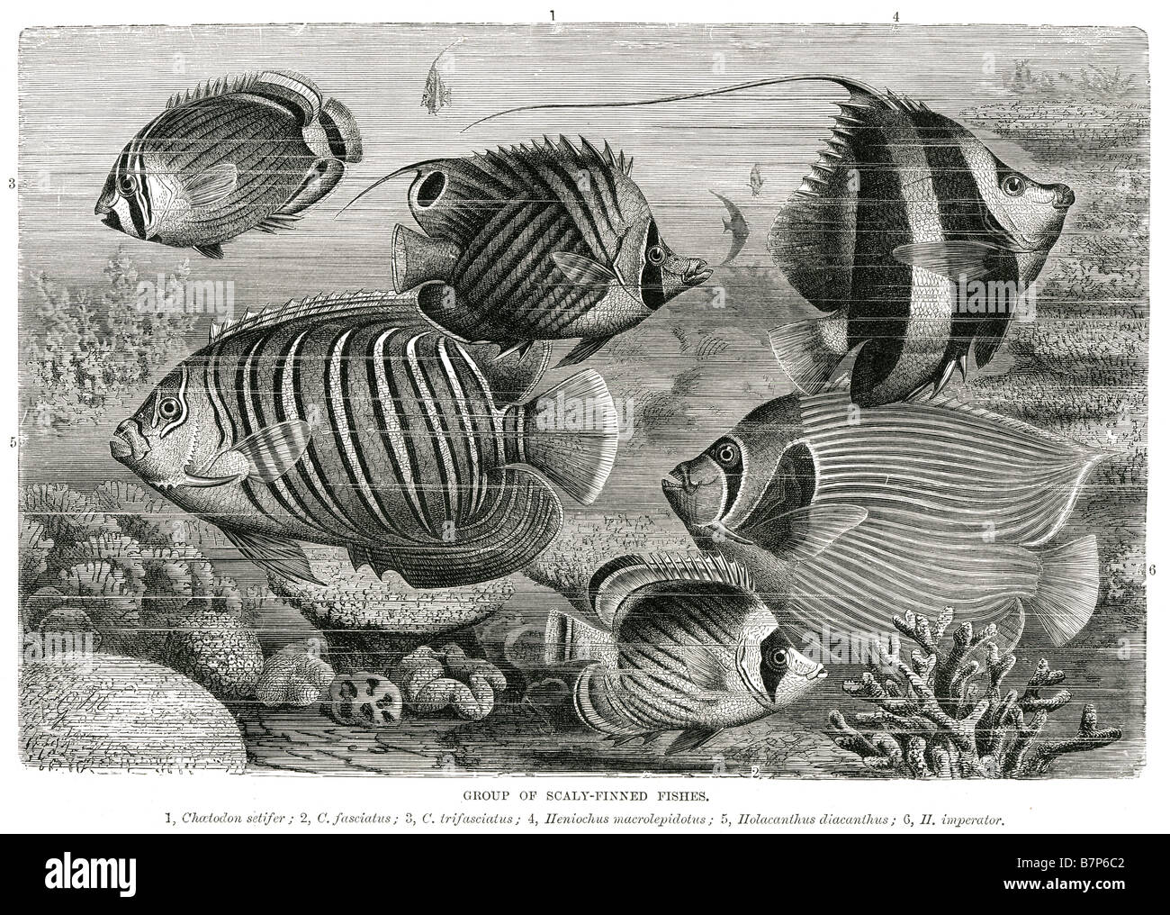 Schuppige fische -Fotos und -Bildmaterial in hoher Auflösung – Alamy
