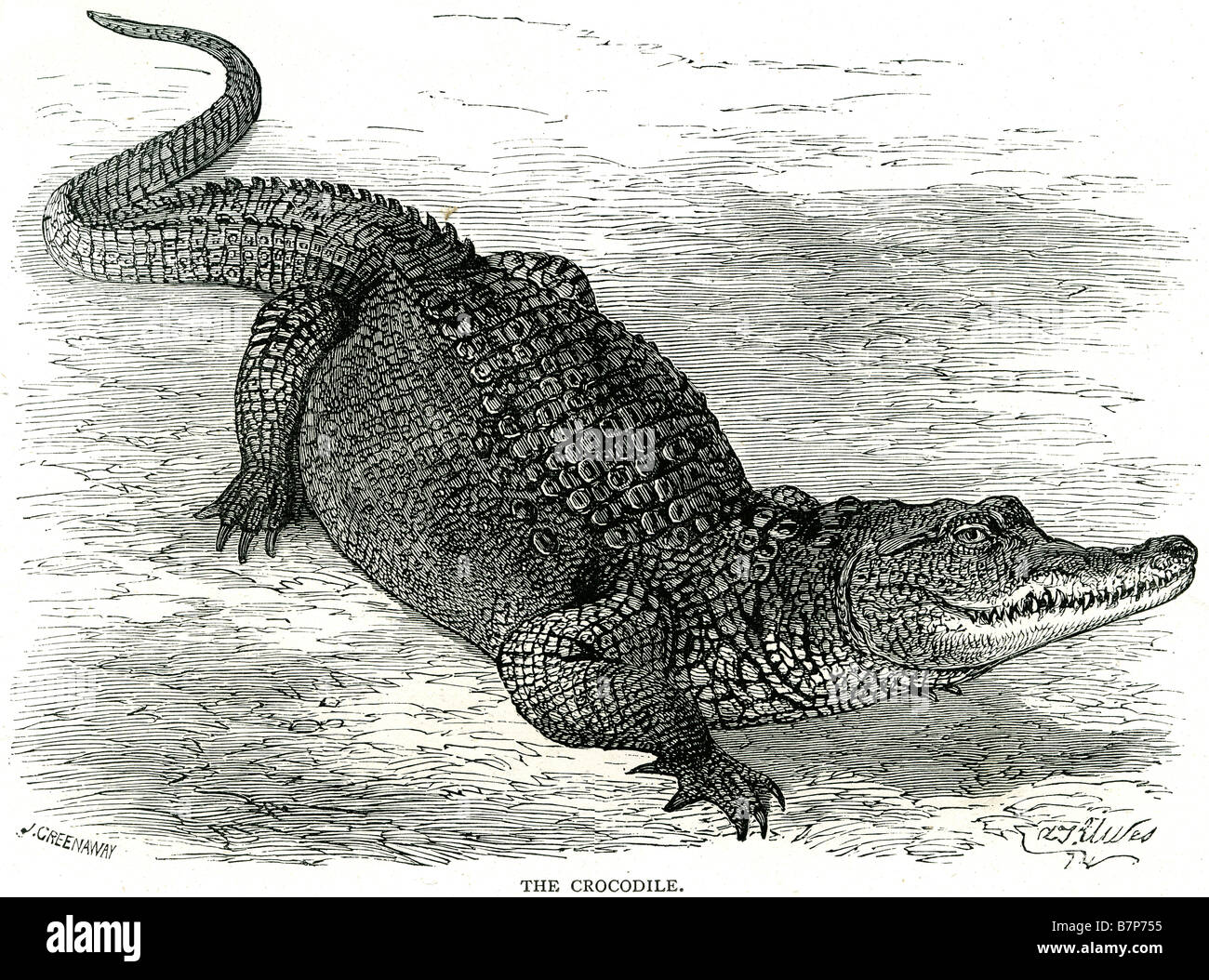 Die alligatoren und kaimane familie alligatoridae -Fotos und ...