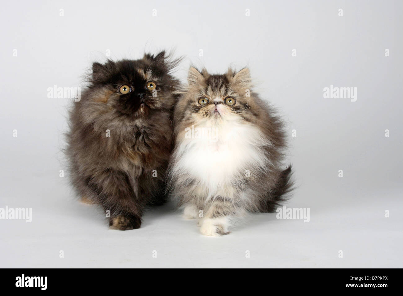 Persische katze -Fotos und -Bildmaterial in hoher Auflösung – Alamy