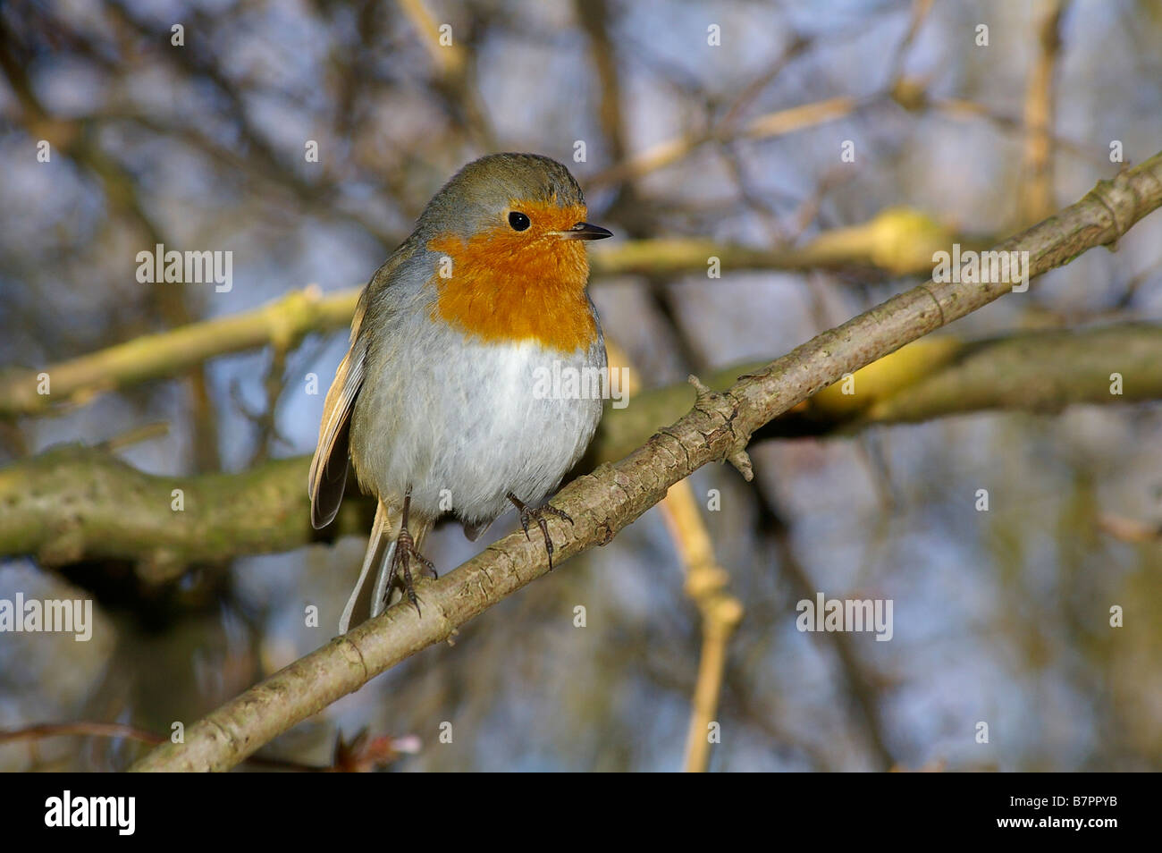 Robin in tree -Fotos und -Bildmaterial in hoher Auflösung – Alamy