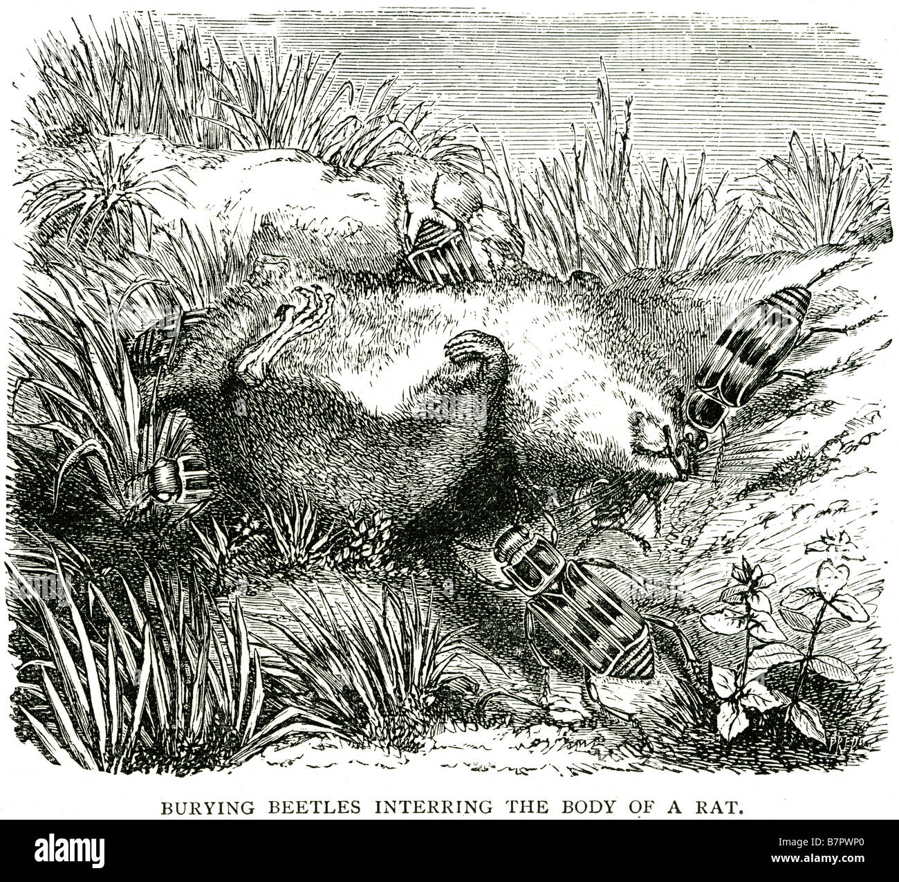 Burying Käfer Käfer interring Körper einer Ratte zu begraben oder ...