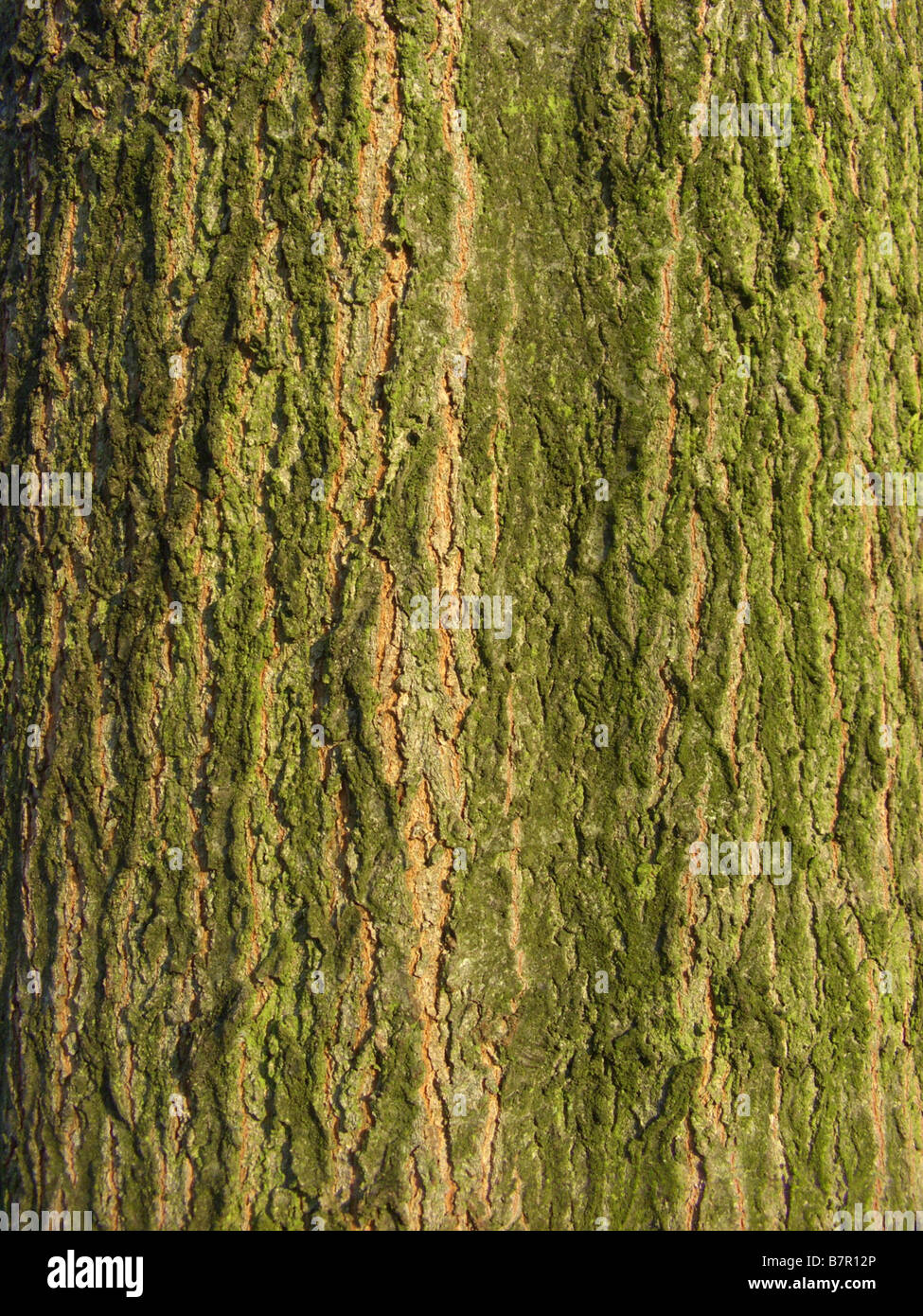 A jagel -Fotos und -Bildmaterial in hoher Auflösung – Alamy