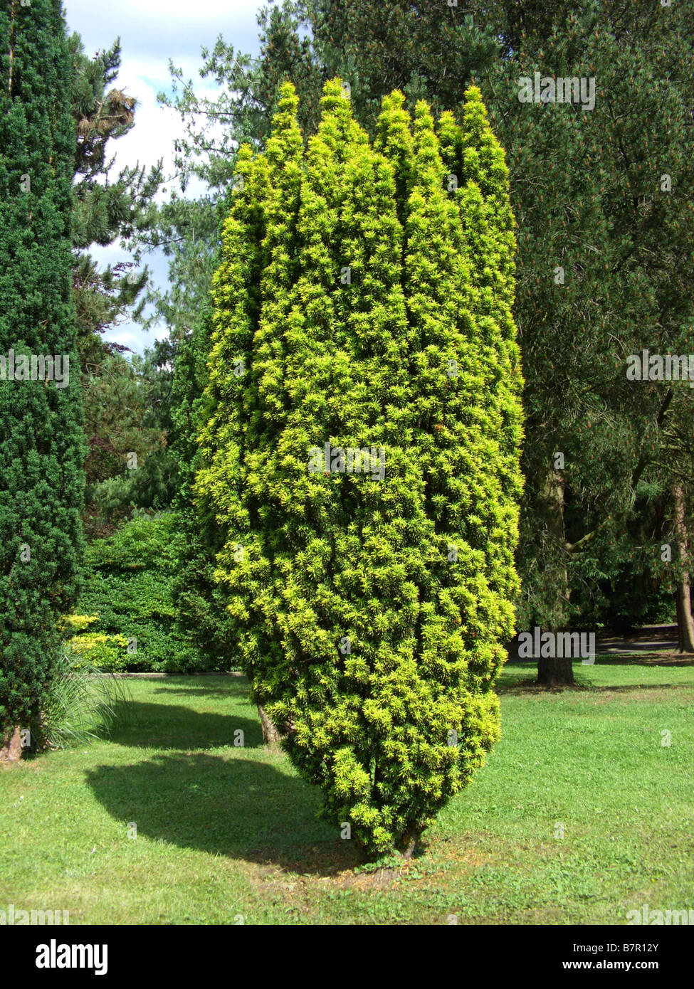 Eiben (Taxus Baccata 'Fastigiata Aurea', Taxus Baccata Fastigiata Aurea ...