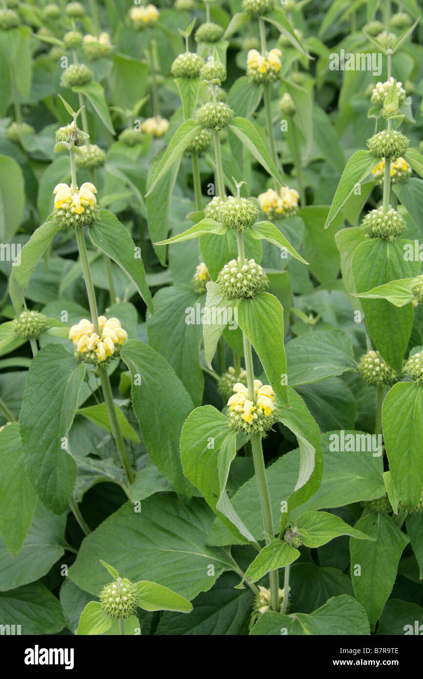 Edward blume -Fotos und -Bildmaterial in hoher Auflösung – Alamy