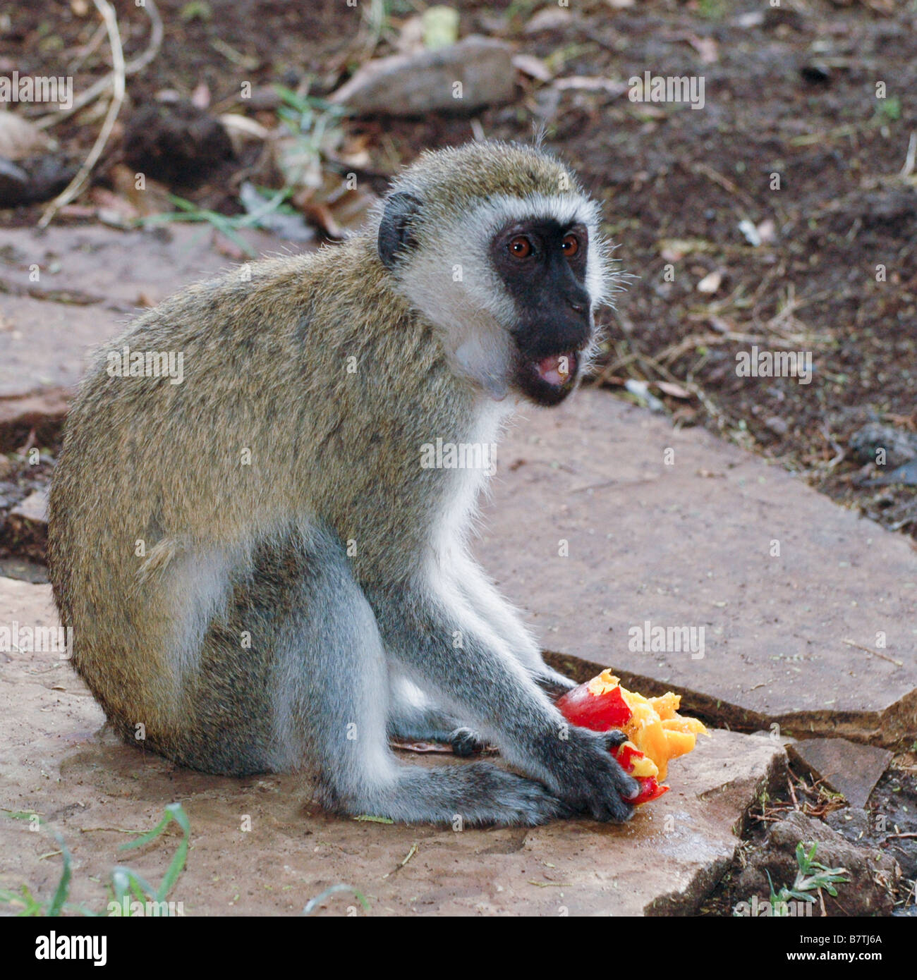 Affe alleine essen -Fotos und -Bildmaterial in hoher Auflösung – Alamy