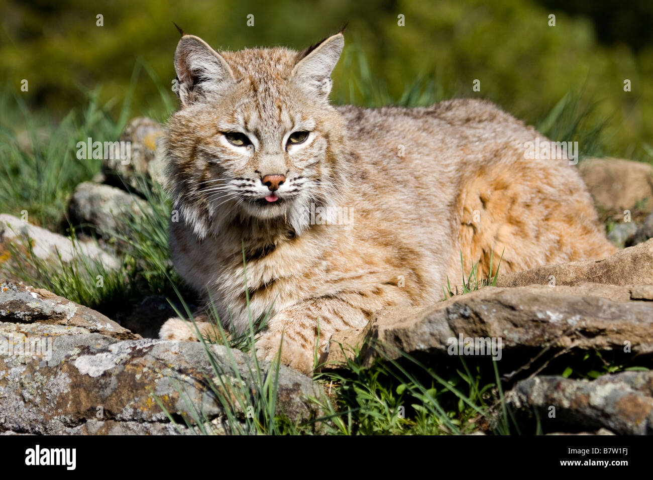 Luchs mit beute -Fotos und -Bildmaterial in hoher Auflösung – Alamy