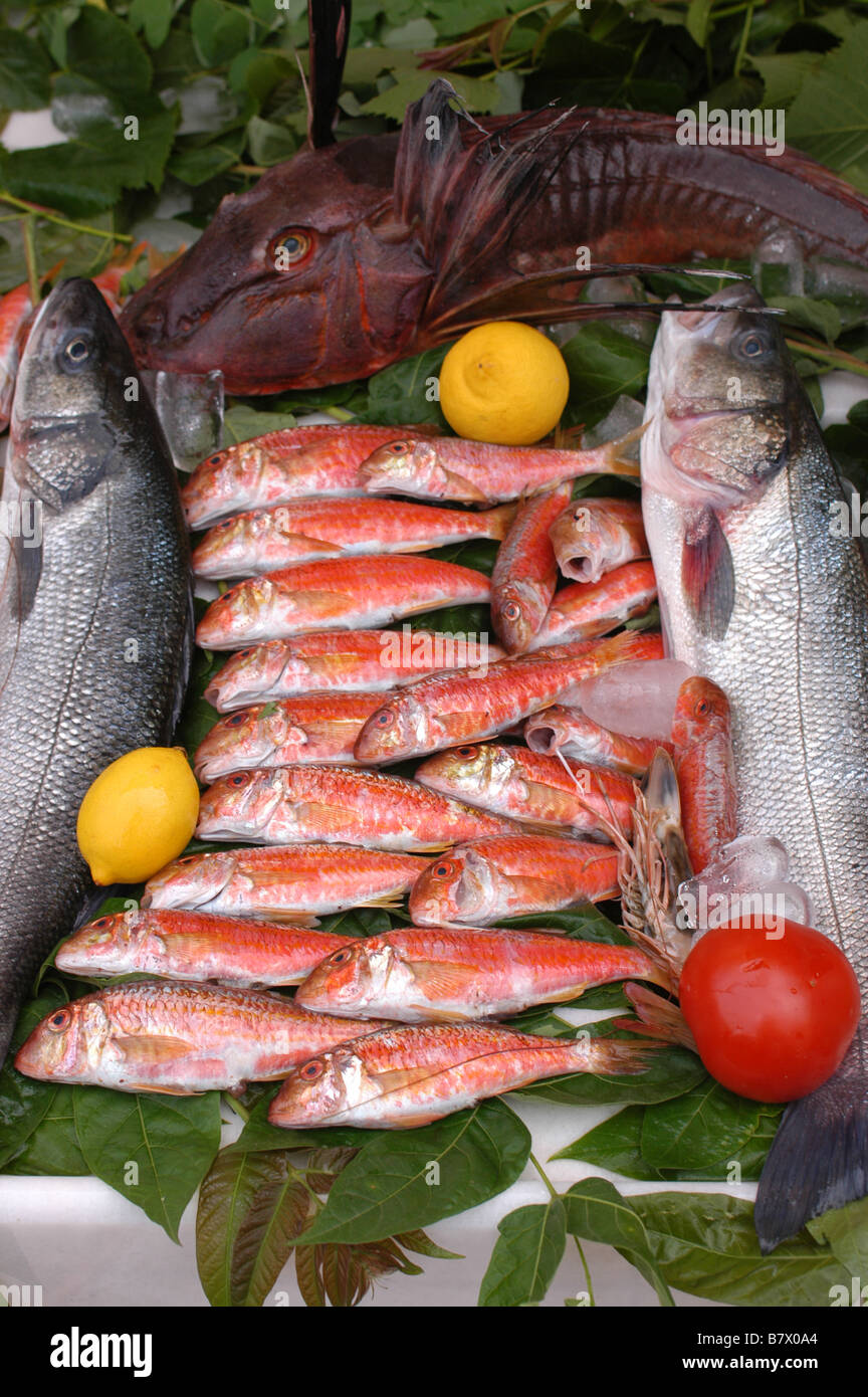 Alle arten von fisch -Fotos und -Bildmaterial in hoher Auflösung – Alamy