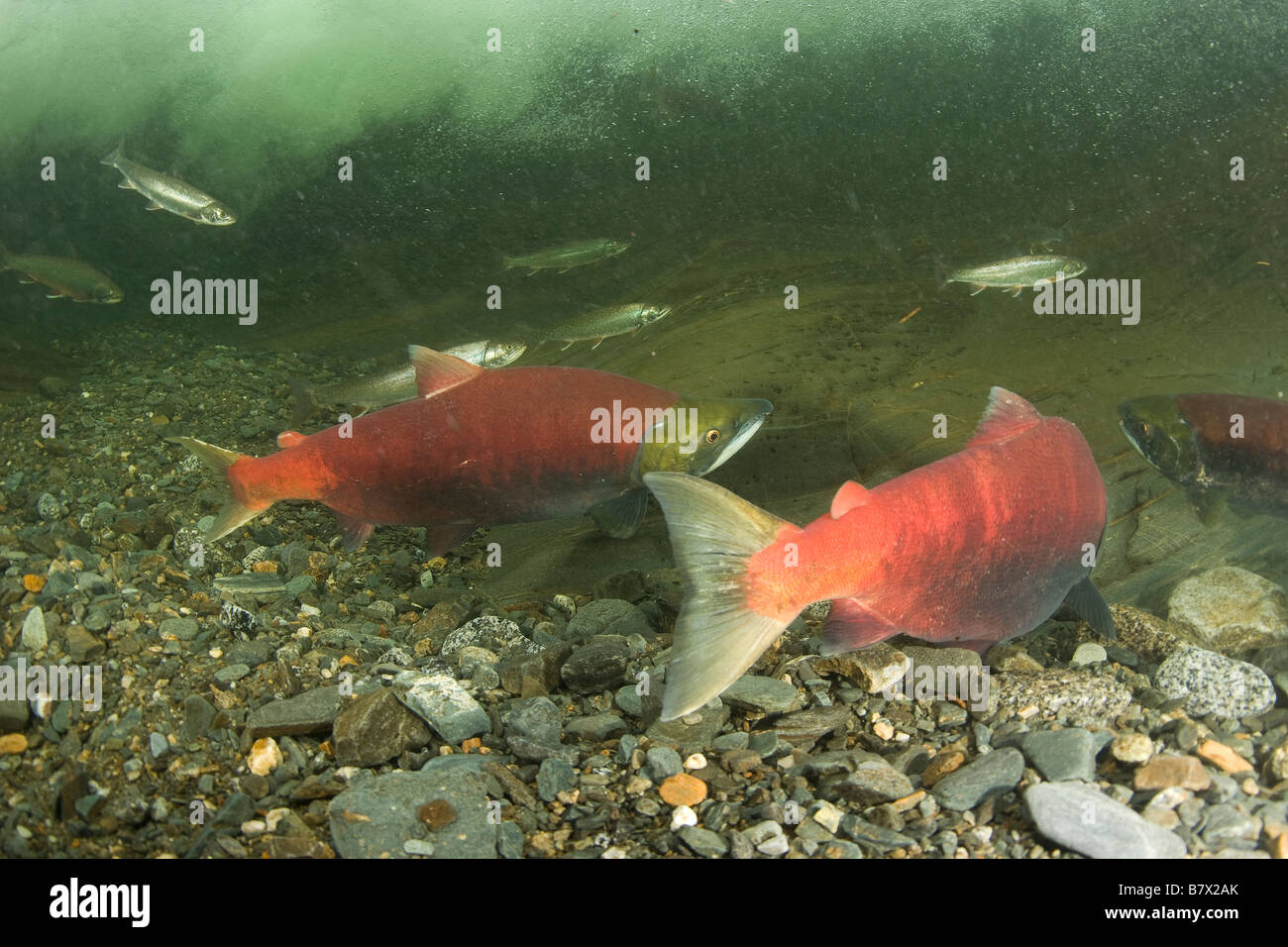 Fabelhafte Followfish Sockeye Wildlachs Bilder