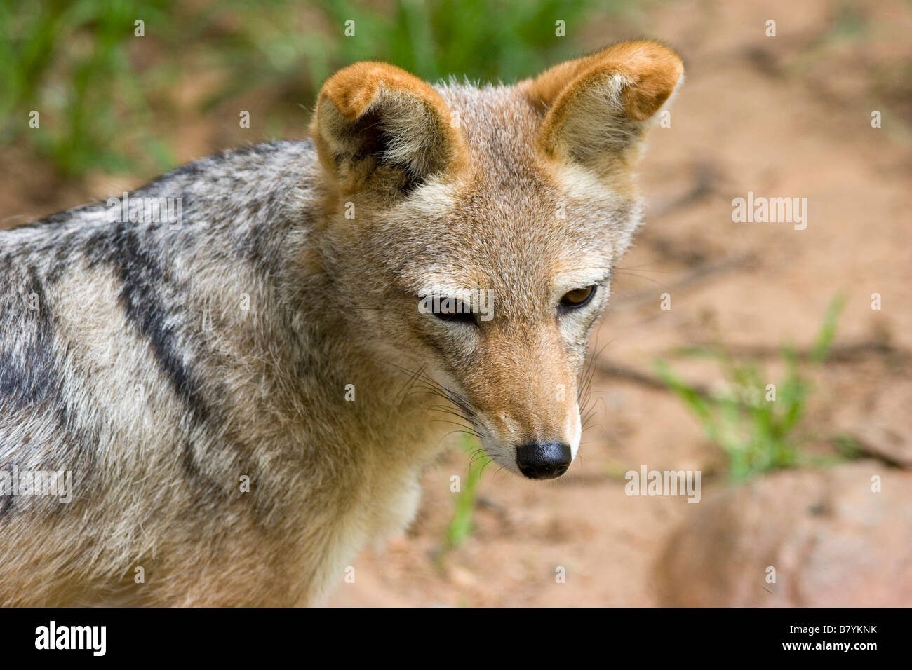 Schakal Baby Stockfotos und -bilder Kaufen - Alamy
