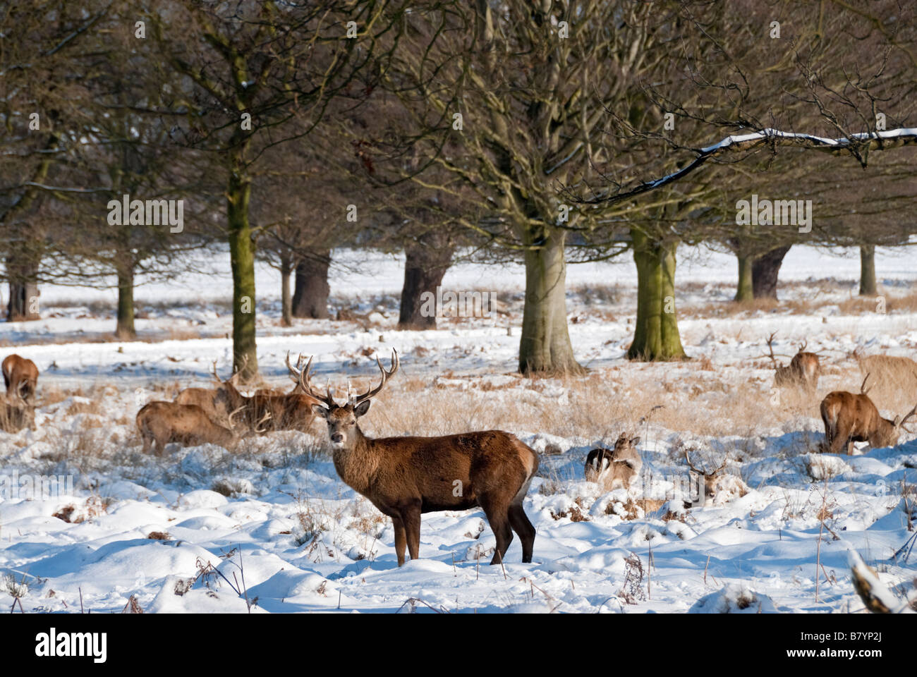 Roter hirsch im schnee -Fotos und -Bildmaterial in hoher Auflösung – Alamy