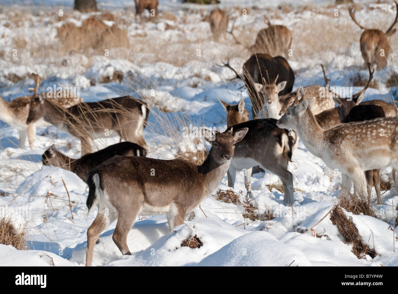 Hirsch schnee london -Fotos und -Bildmaterial in hoher Auflösung – Alamy