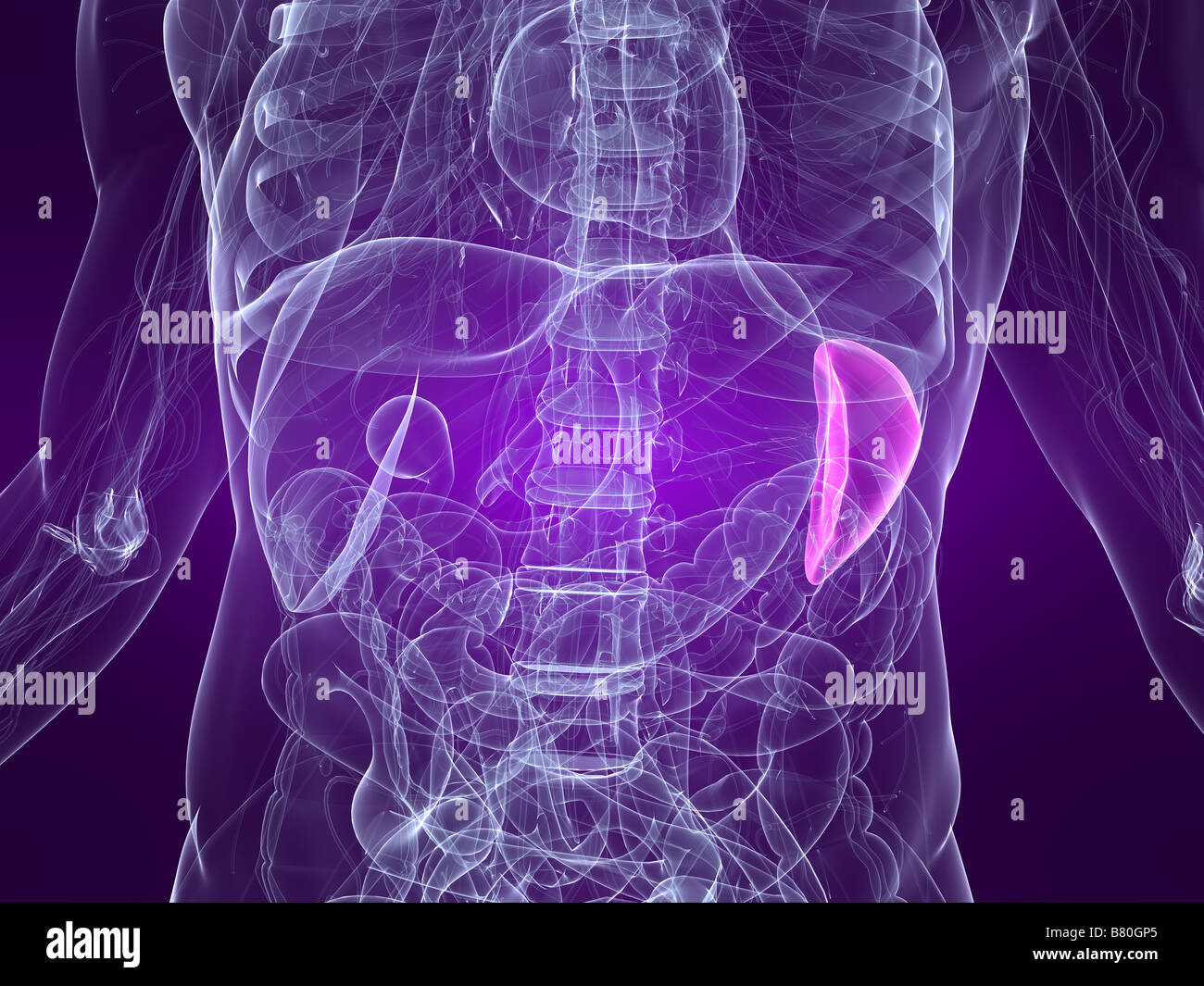 Milz 3d -Fotos und -Bildmaterial in hoher Auflösung – Alamy