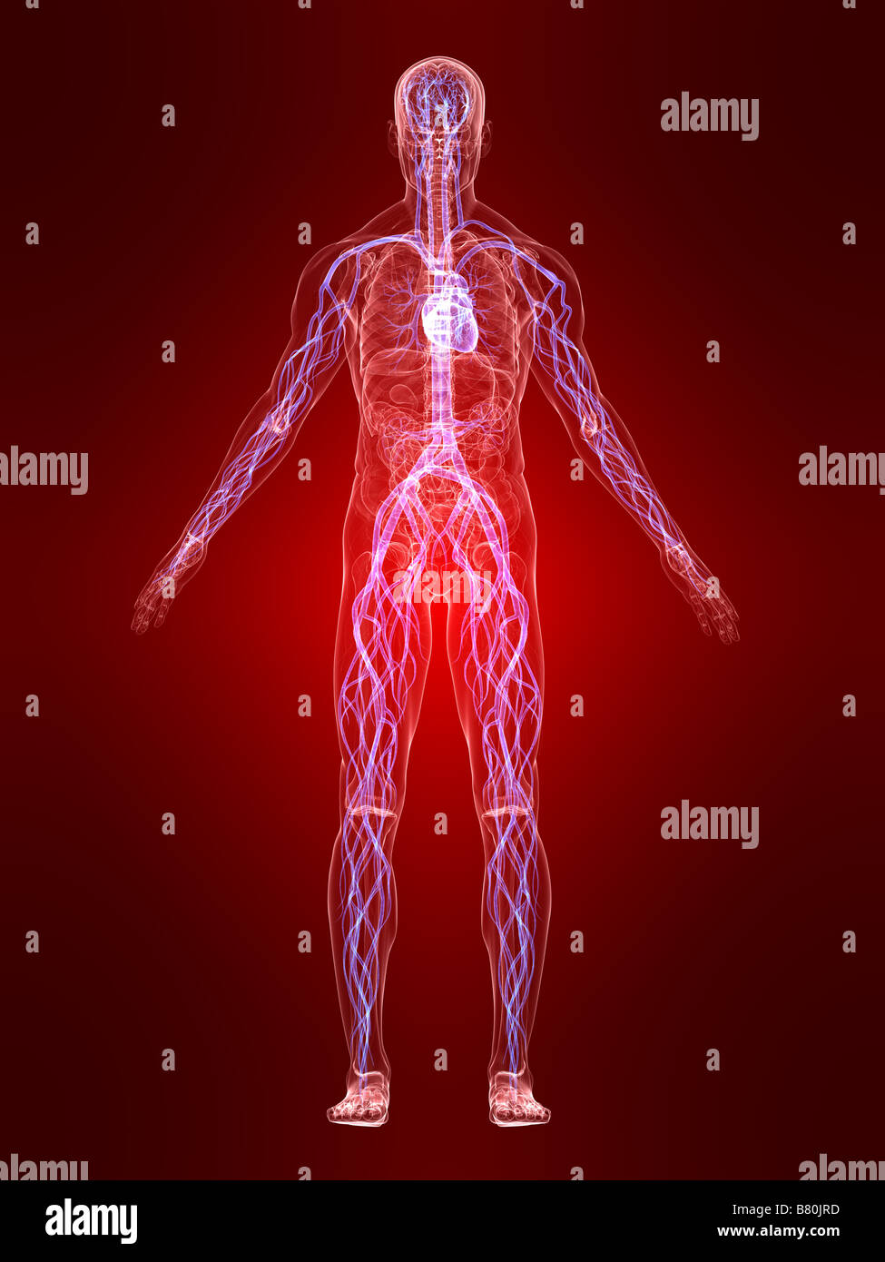Menschliches herz kreislauf system -Fotos und -Bildmaterial in hoher ...