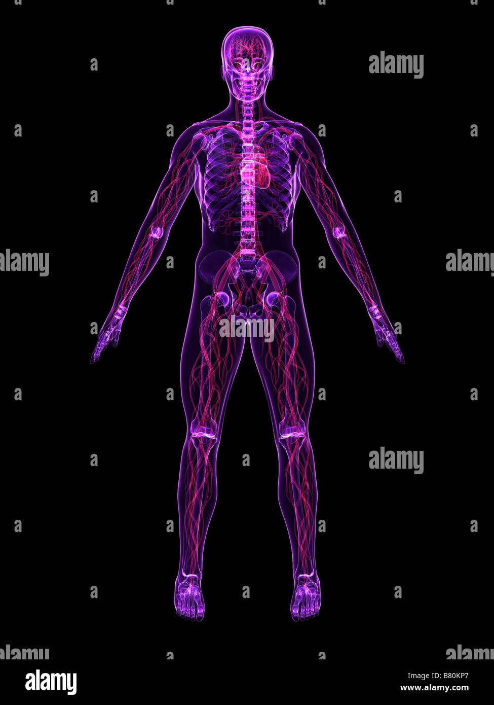 Vascular system -Fotos und -Bildmaterial in hoher Auflösung – Alamy