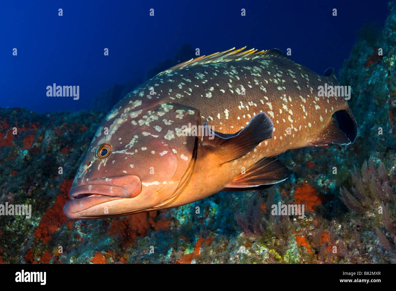 El Hierro Kanaren Zackenbarsch Epiaephelos Marginatus, Unterwasser ...