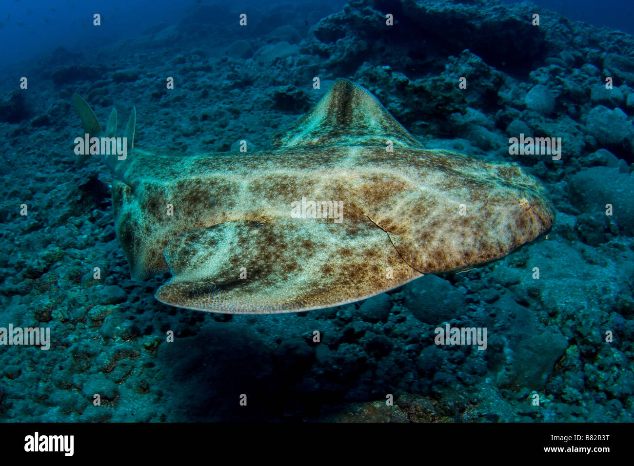 Angel Shark in Gran Canaria, Kanarische Inseln, Ozean, Meer, Tauchen ...
