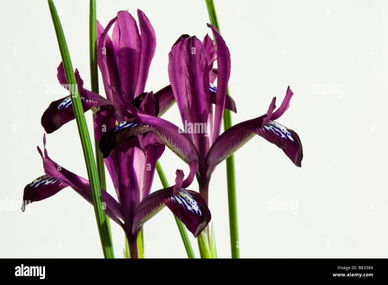 Eine Nahaufnahme von drei Iris Reticulata Blumen auf weißem Hintergrund ...