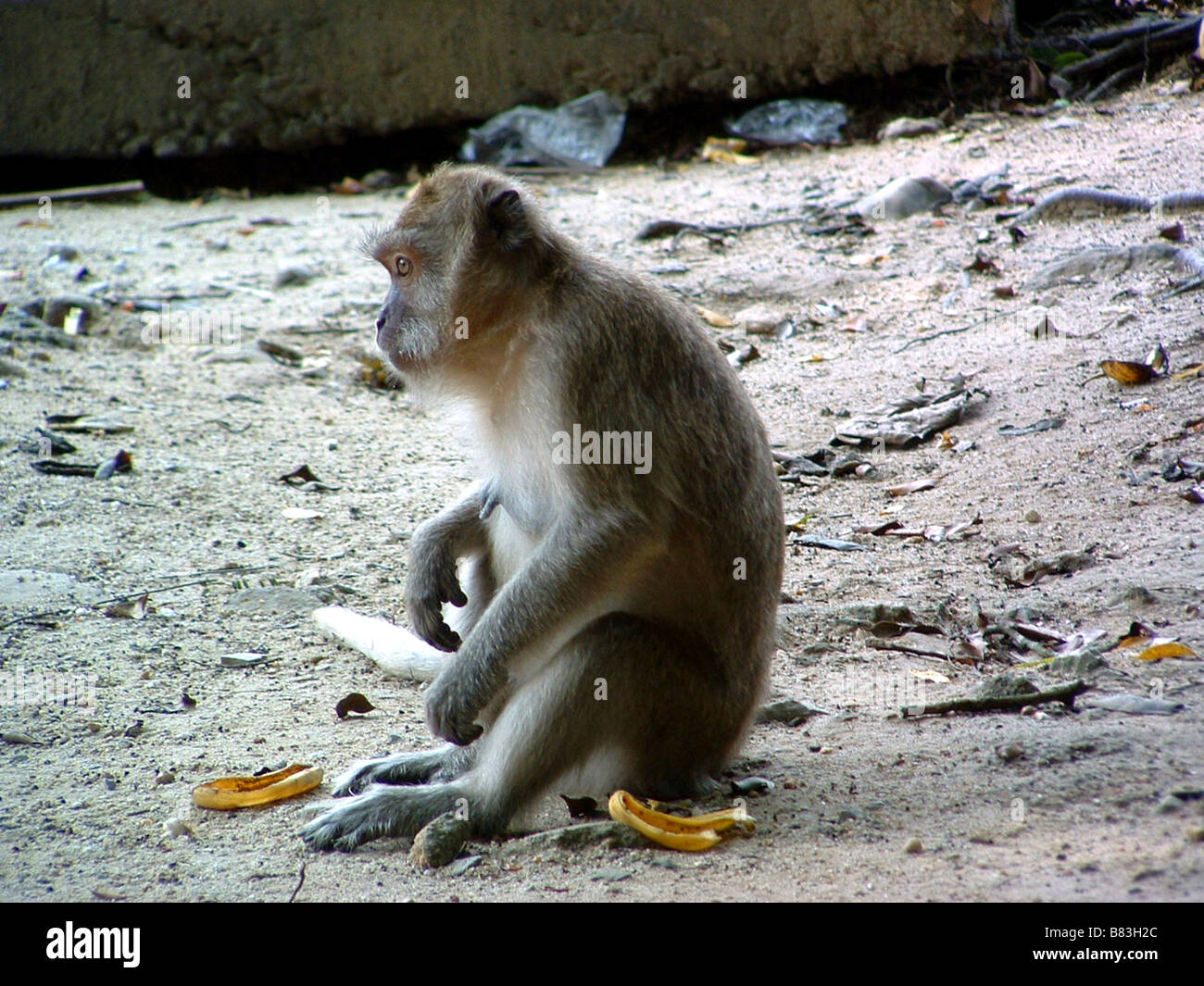 Affe mit banane -Fotos und -Bildmaterial in hoher Auflösung – Alamy