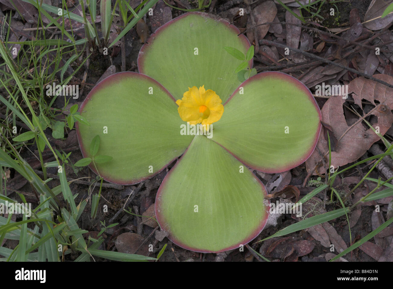 Costus spectabilis -Fotos und -Bildmaterial in hoher Auflösung – Alamy